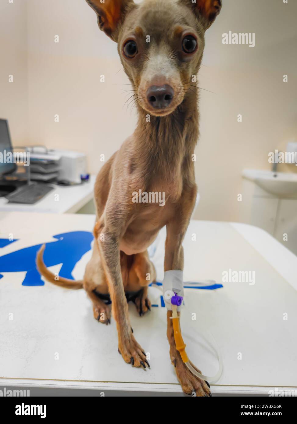 Sick dog sitting on veterinary table with catheter inserted. Cannula in ...