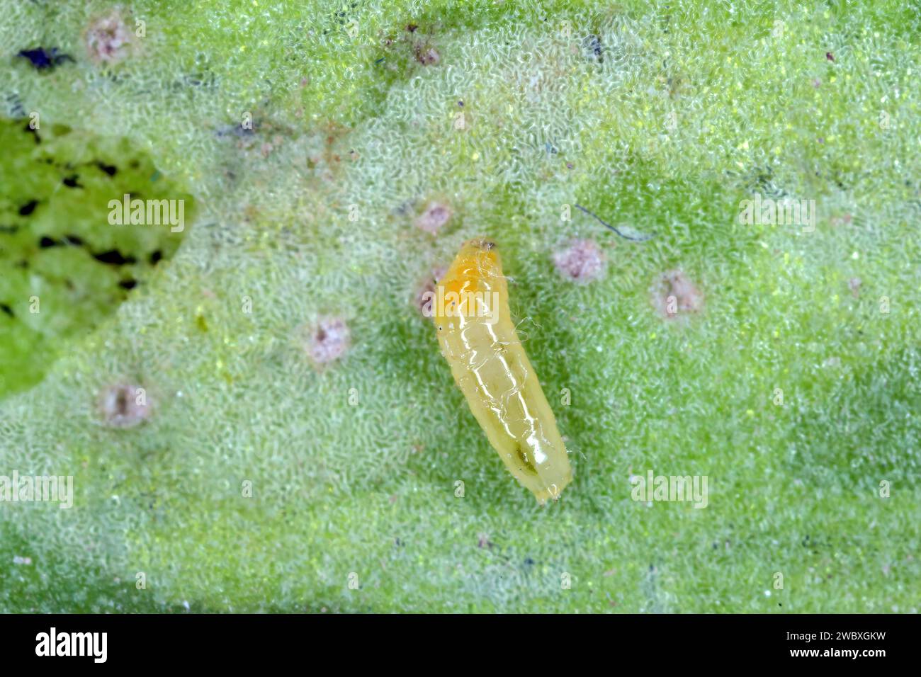 Larva of a fly from the family Agromyzidae, leaf-miner flies, feeding ...