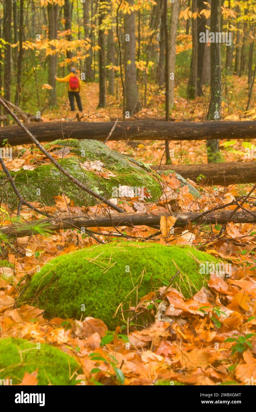 Forest along Woodland Loop, Manchester Cedar Swamp Preserve, New ...