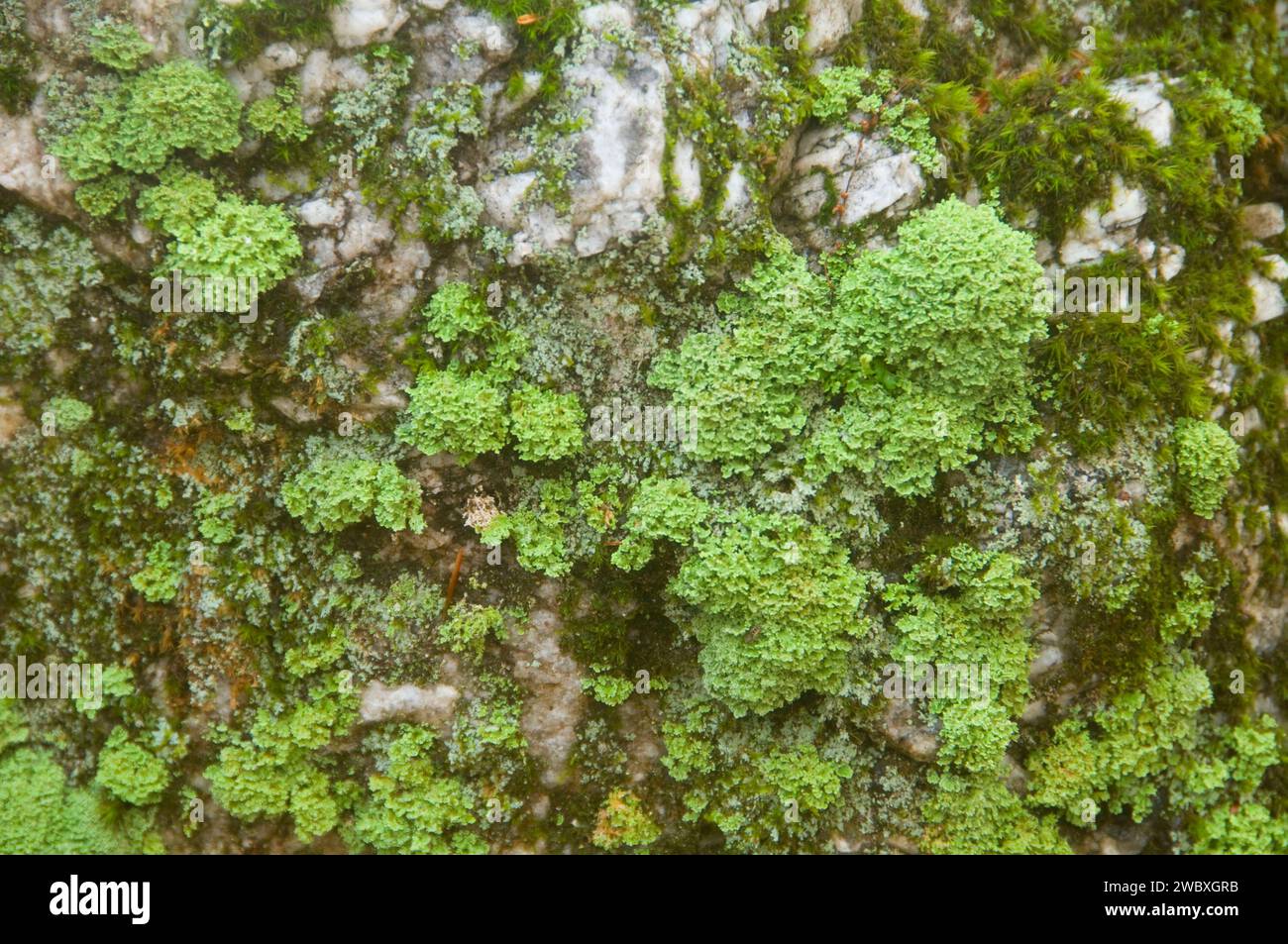 Manchester cedar swamp preserve hi-res stock photography and images - Alamy