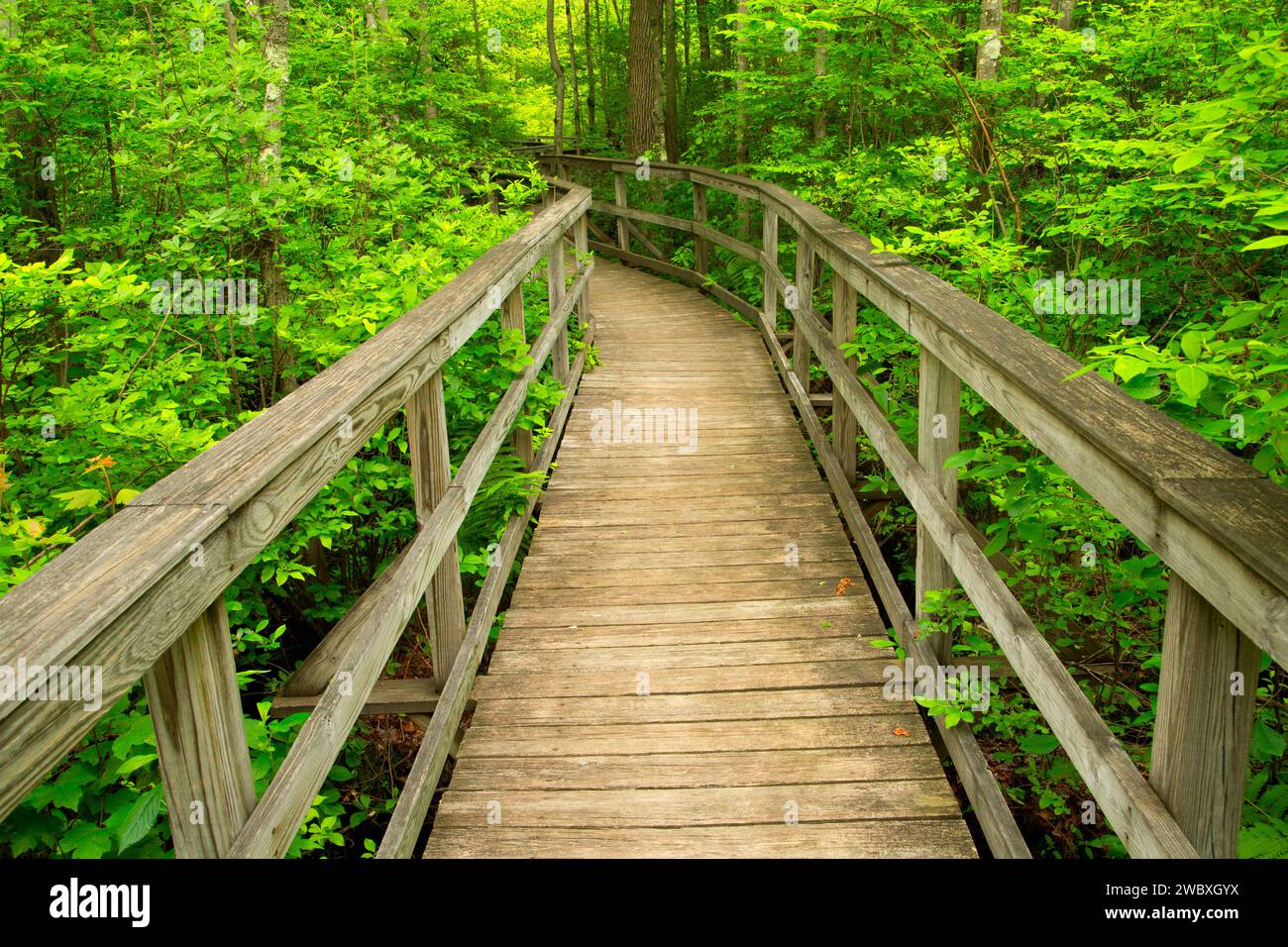 Boardwalk trail, Great Swamp National Wildlife Refuge, New Jersey Stock ...