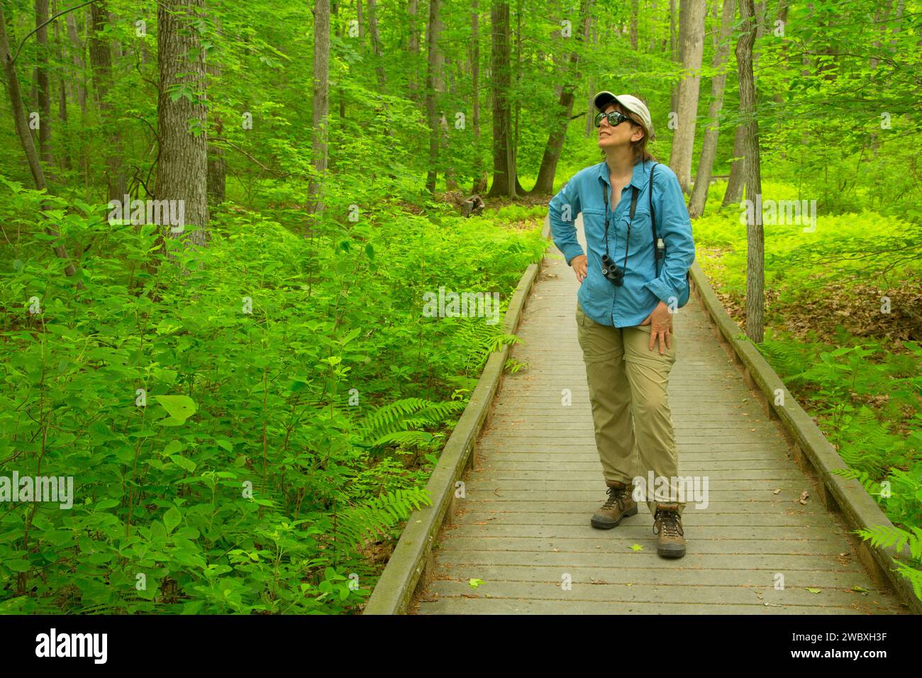 Boardwalk trail, Great Swamp National Wildlife Refuge, New Jersey Stock ...