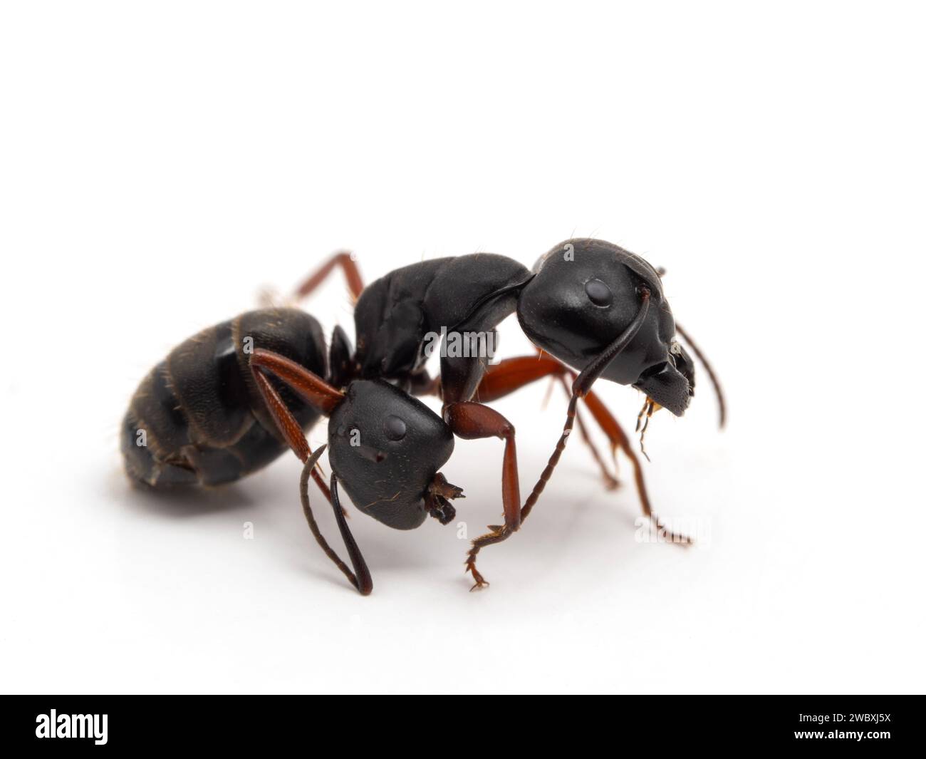 western carpenter ant (Camponotus modoc) worker major that has been in ...