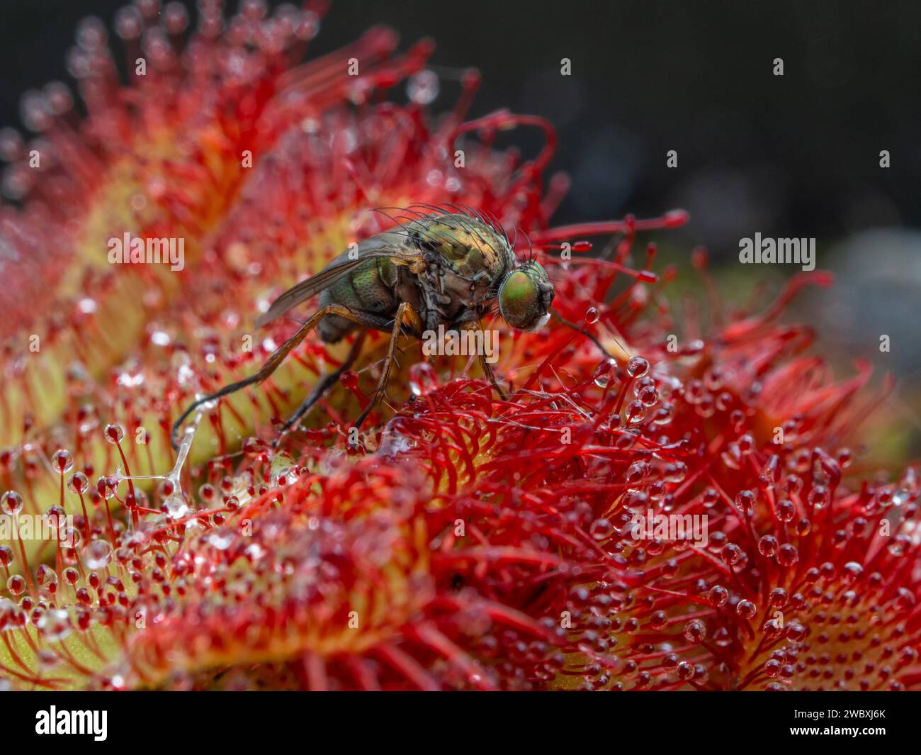 Alice sundew plant hi-res stock photography and images - Alamy