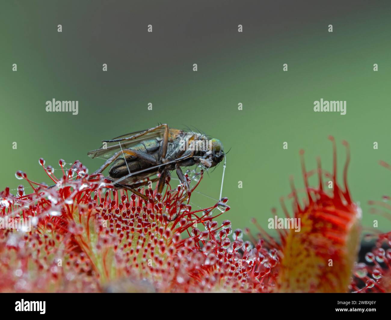 Underside of a long-legged fly (Dolichopodidae species) caught by an ...