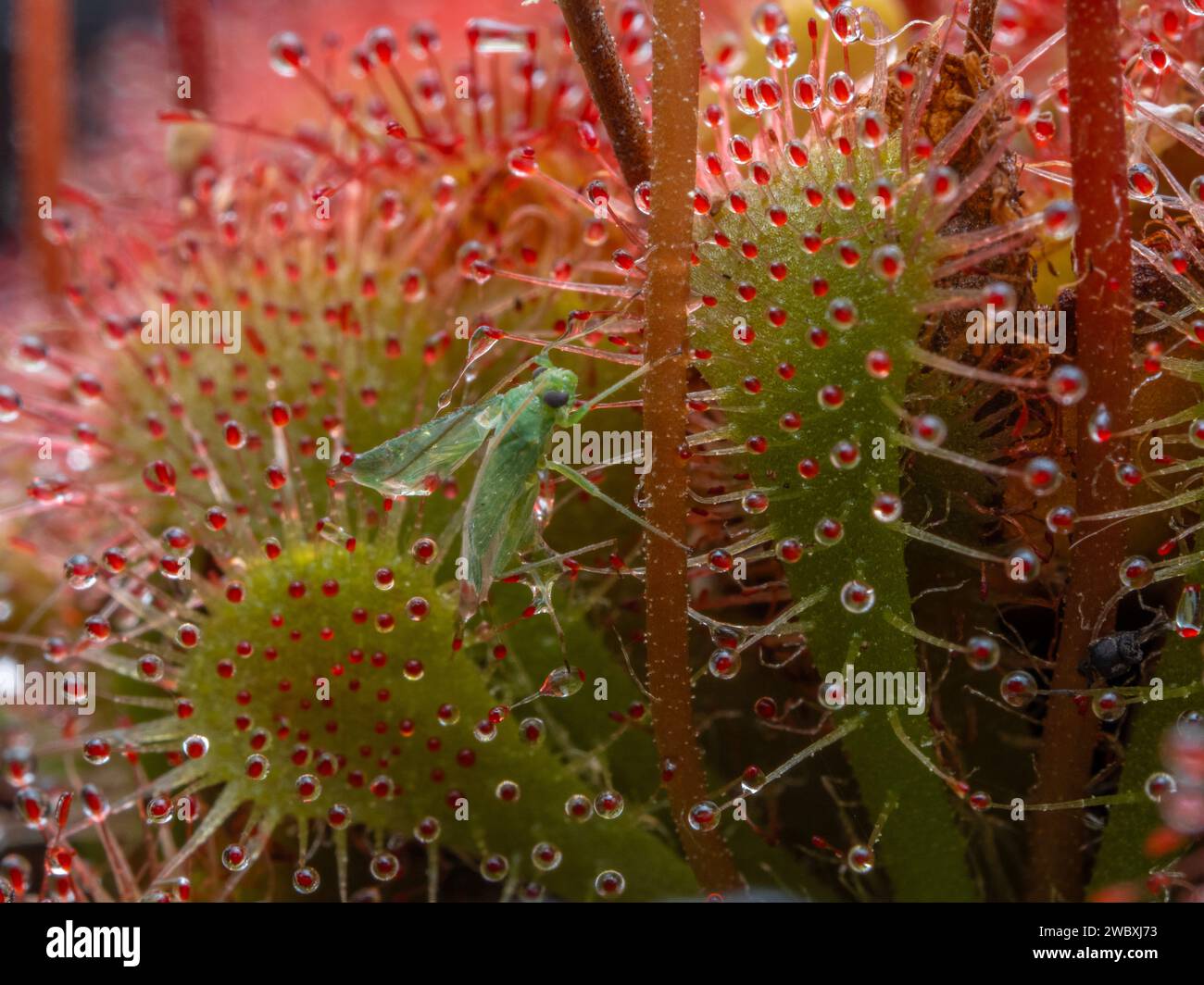 true bug (Hemiptera) trapped on the sticky glands of a spoon-leaved ...