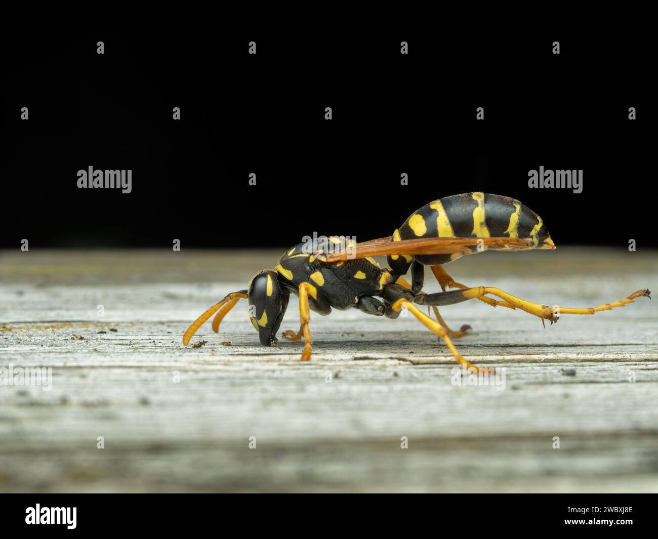 Side view of a pretty European paper wasp, Polistes dominula, feeding ...