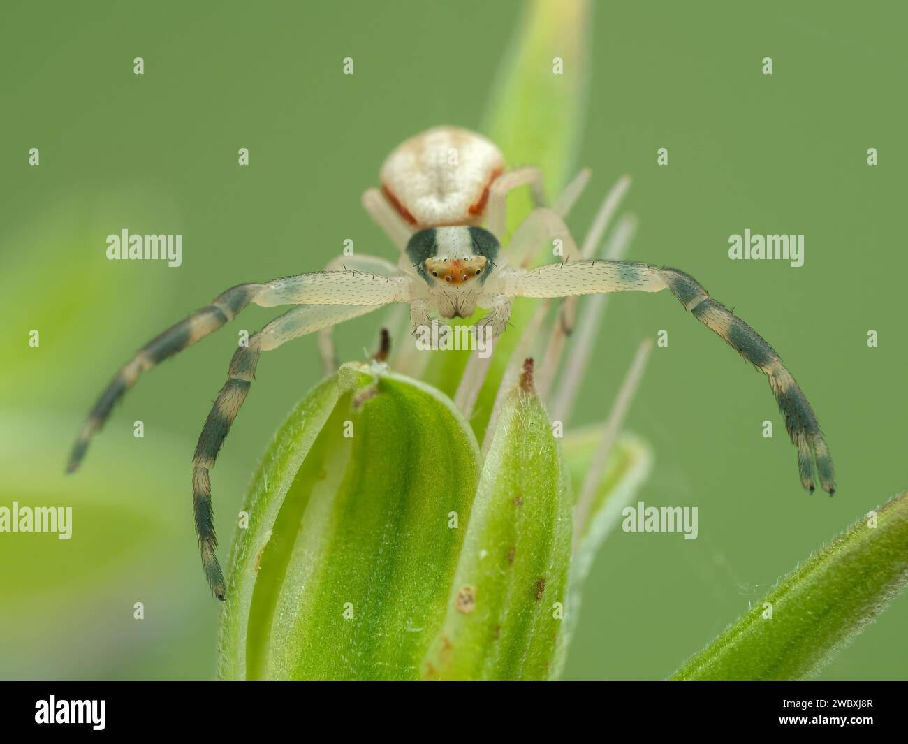 Close-up of an ornate male goldenrod crab spider (Misumena vatia ...
