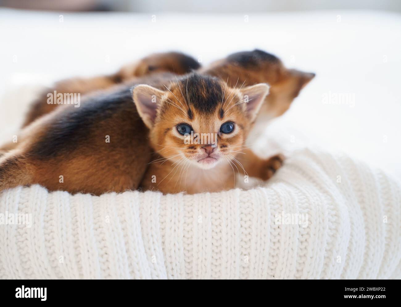 Abyssinian kittens basket hi-res stock photography and images - Alamy