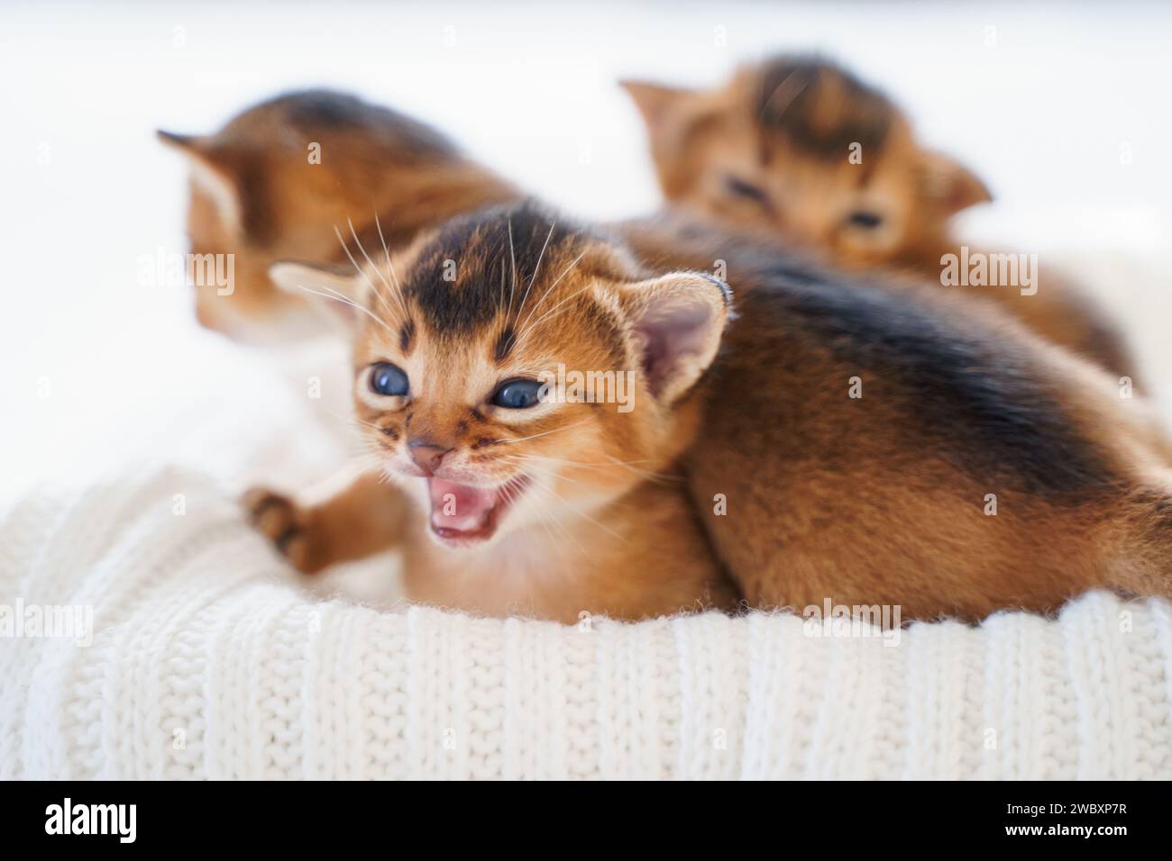 Small little newborn kitty, wild-colored kittens of Abyssinian cat ...