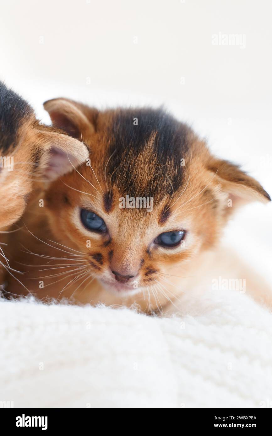Small little newborn kitty, wild-colored kittens of Abyssinian cat ...