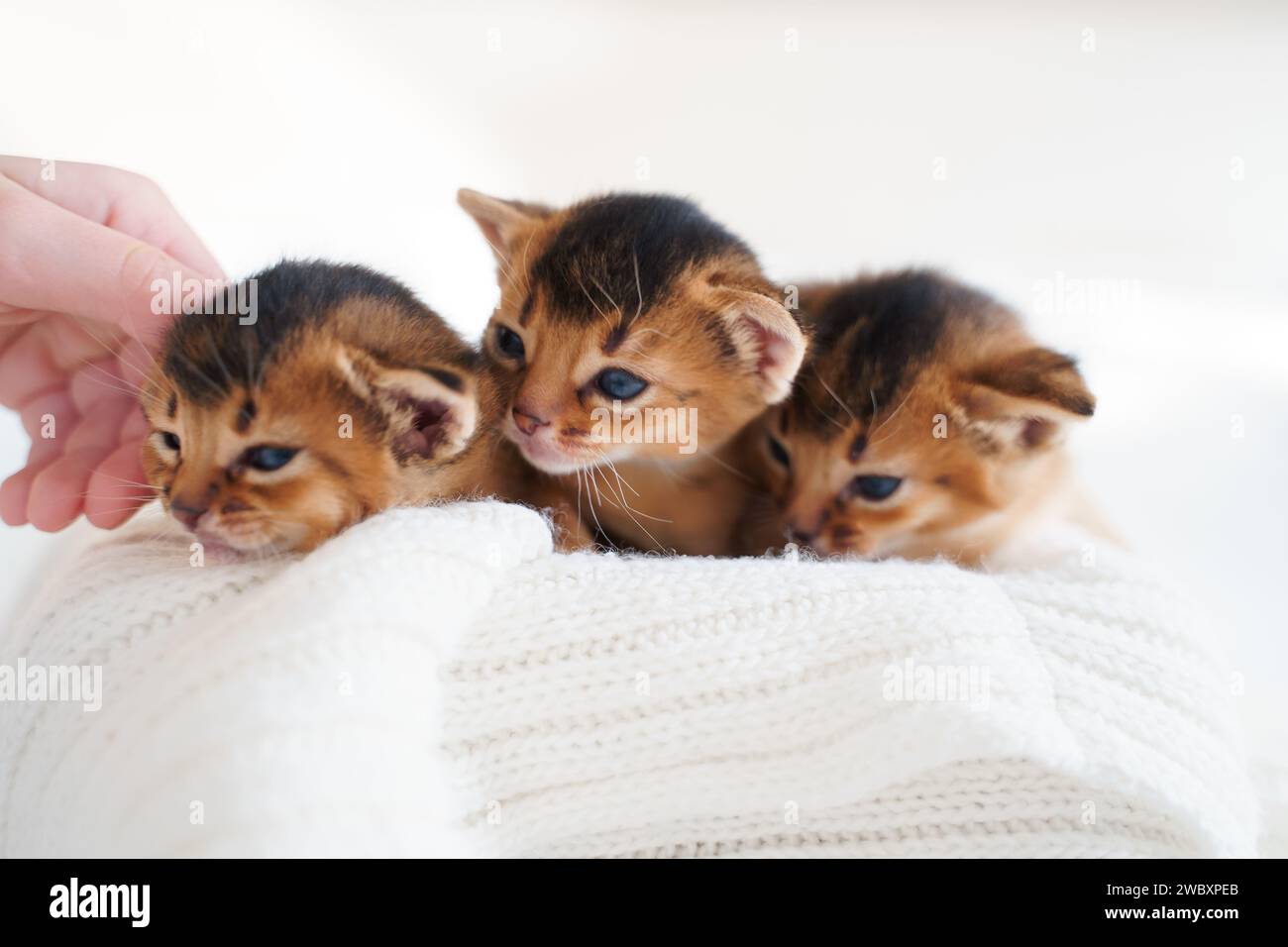Small little newborn kitty, wild-colored kittens of Abyssinian cat ...