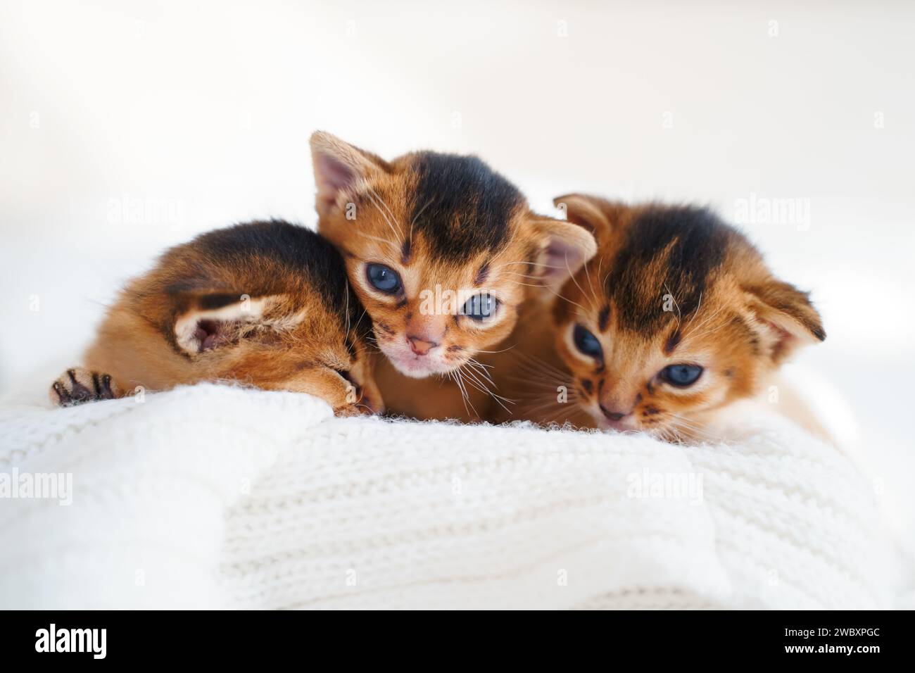 Small little newborn kitty, wild-colored kittens of Abyssinian cat ...