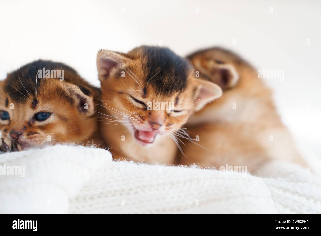 Small little newborn kitty, wild-colored kittens of Abyssinian cat ...