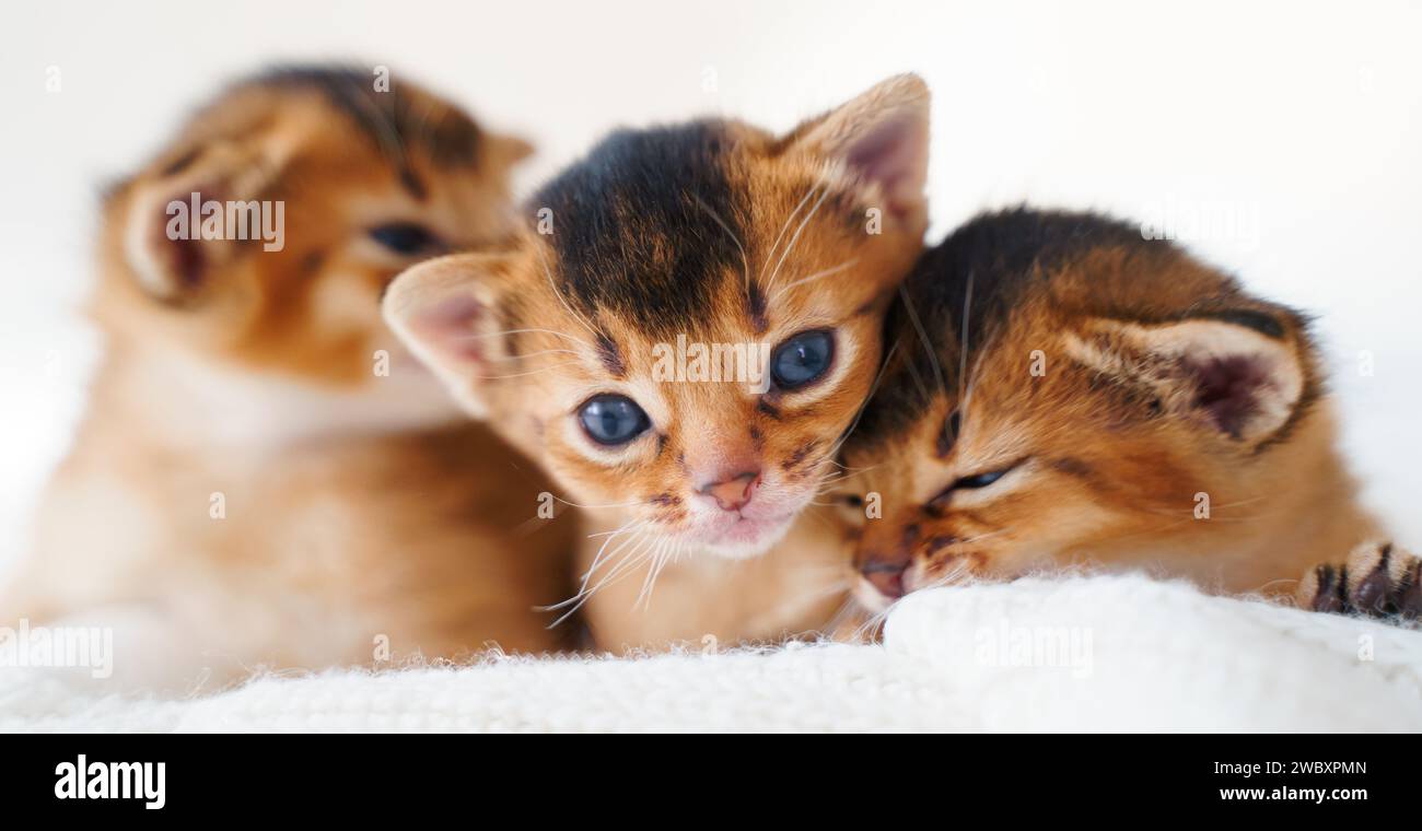 Small little newborn kitty, wild-colored kittens of Abyssinian cat ...