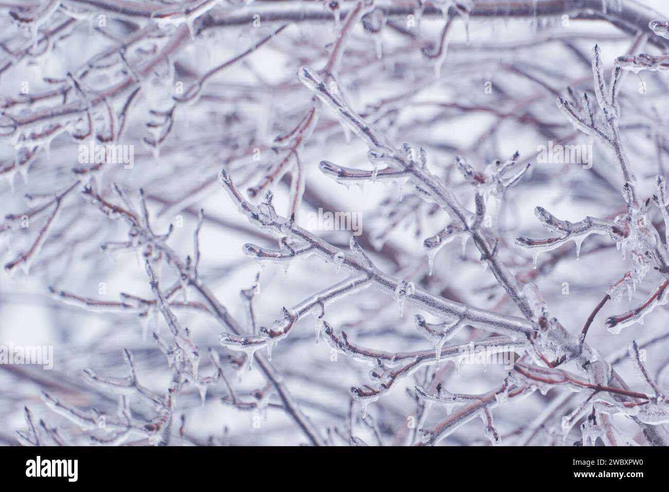 Ice encapsulated branches hi-res stock photography and images - Alamy