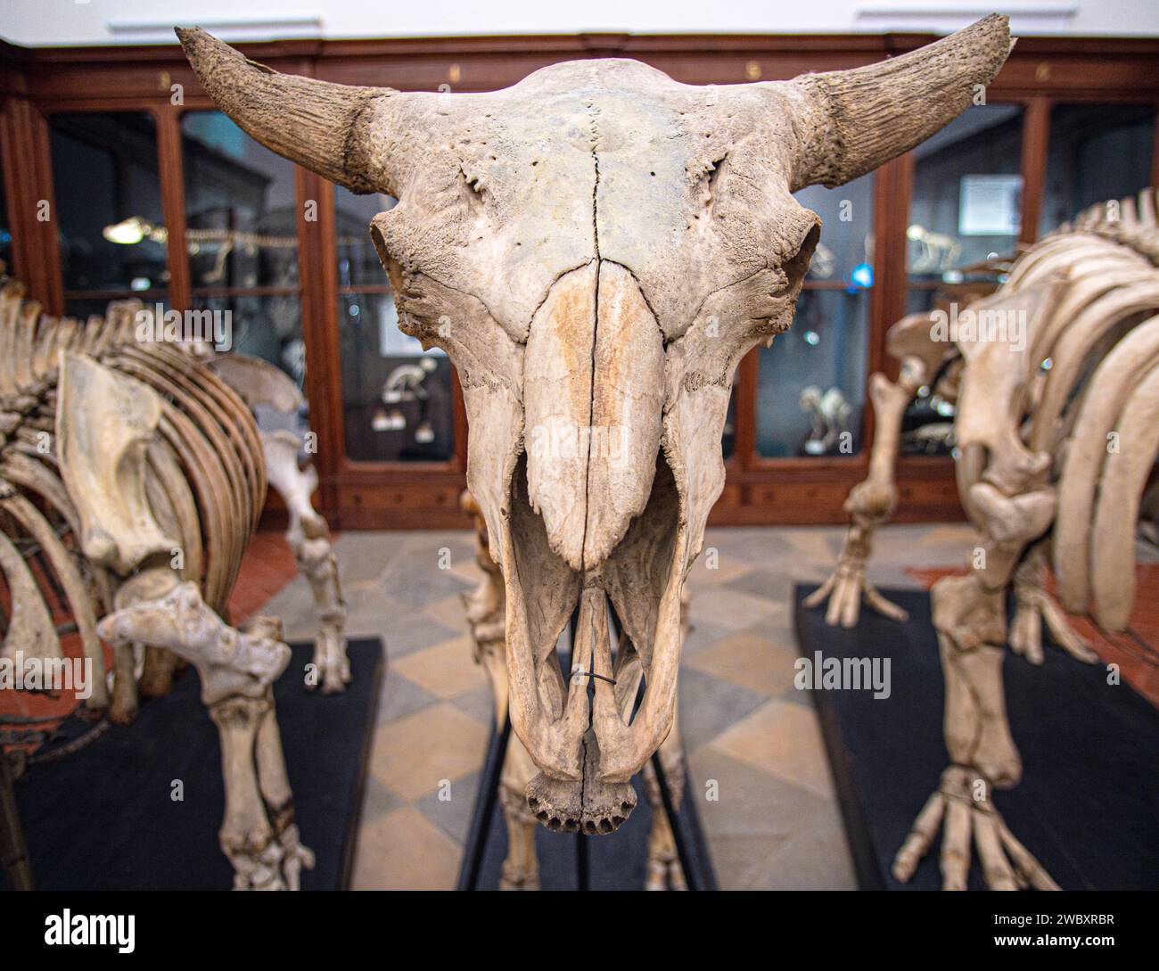 Italy Piedmont Turin The Regional Museum of Natural Sciences - Skeleton of American Bison ...