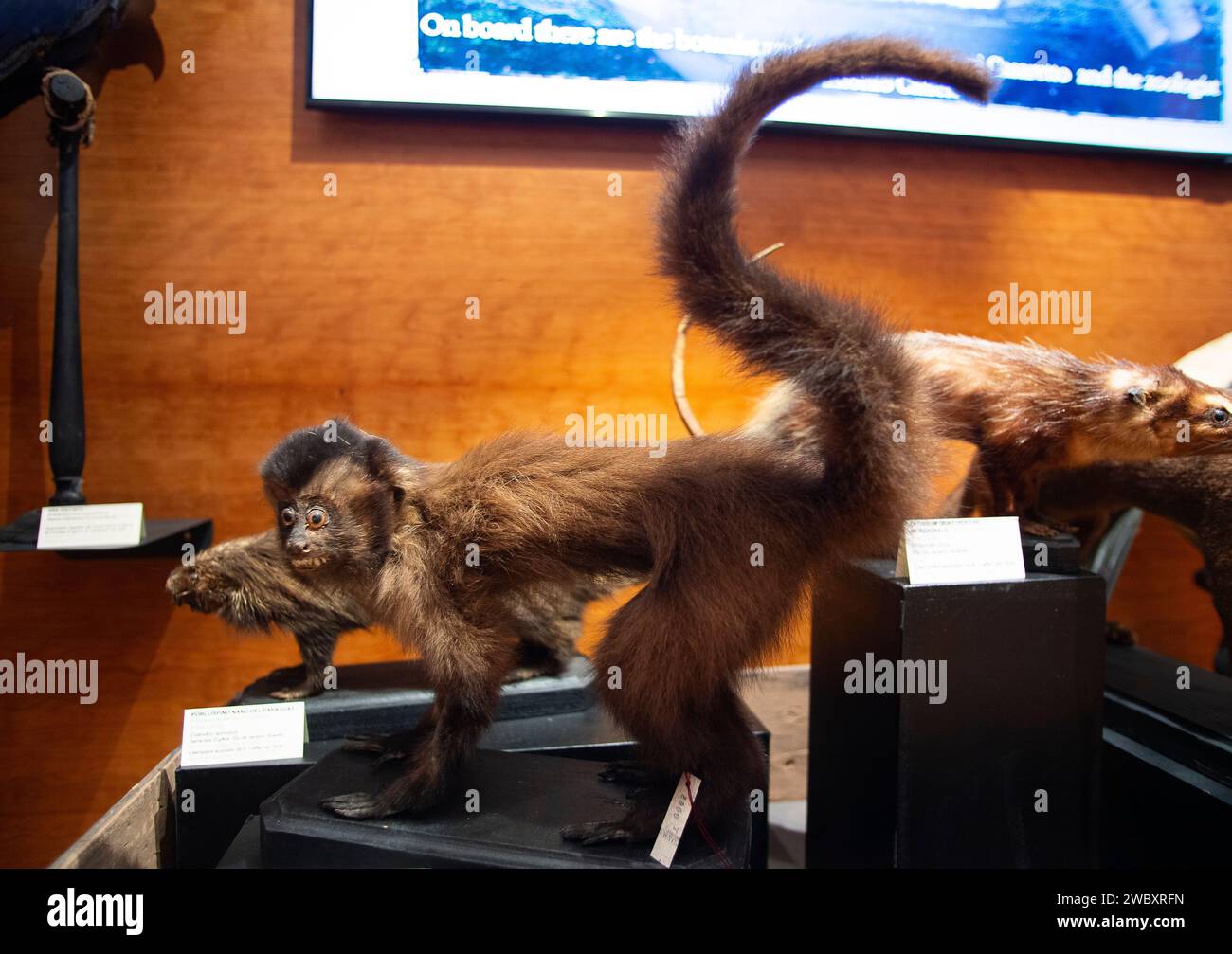 Italy Piedmont Turin The Regional Museum of Natural Sciences - Brown ...