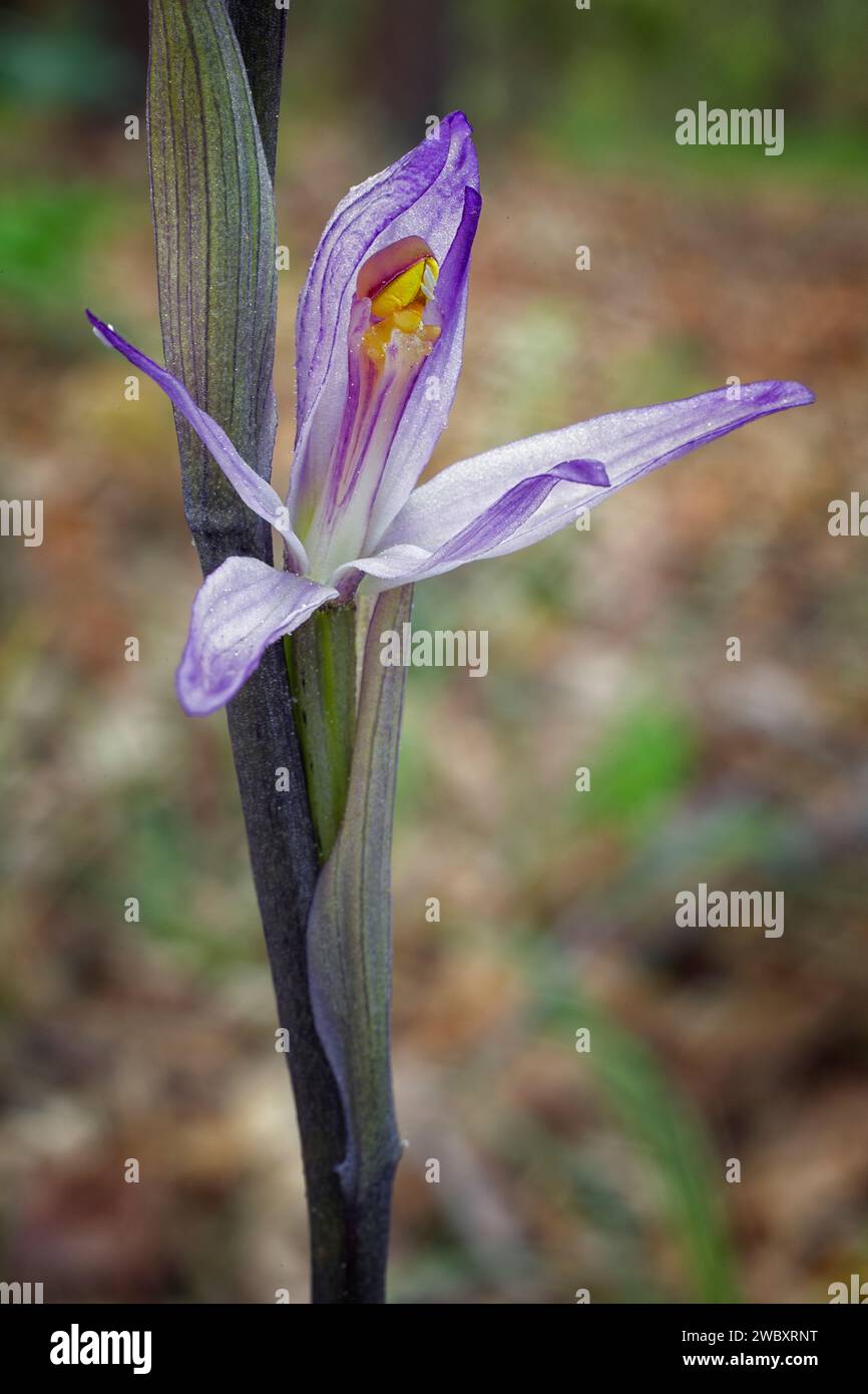 Lesser limodore (Limodorum trabutianum), Orchidaceae. rhizomatous ...