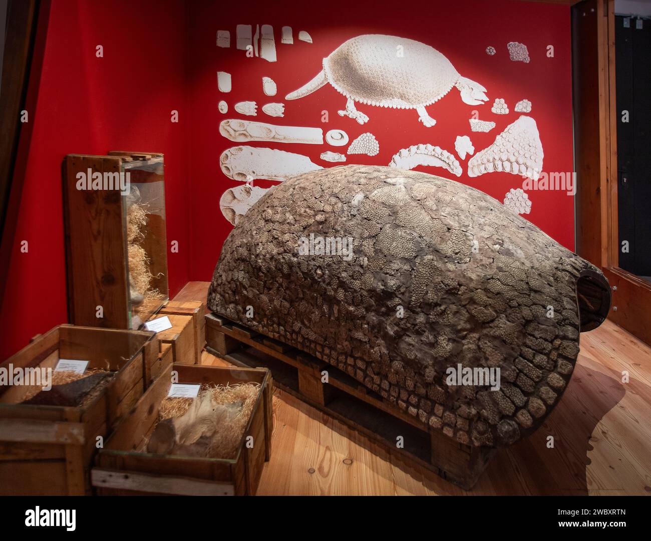 Italy Piedmont Turin The Regional Museum of Natural Sciences - Skeleton ...