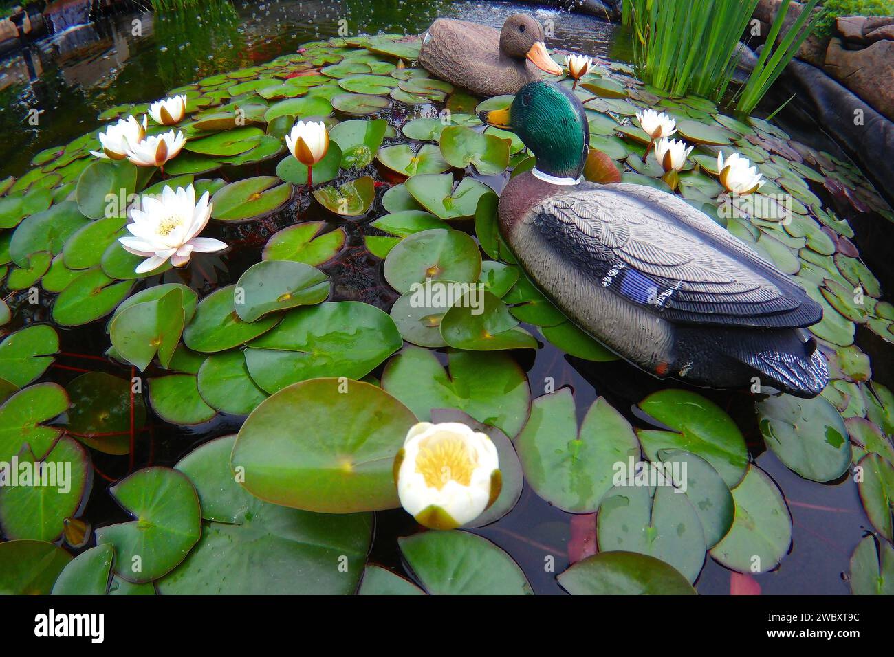 The rubber duck as decoration in a pond with water lily, ultra wide ...