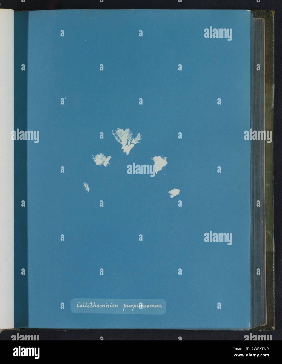 Callithamnion purpurascens, Anna Atkins, c. 1843 - c. 1853 photograph ...