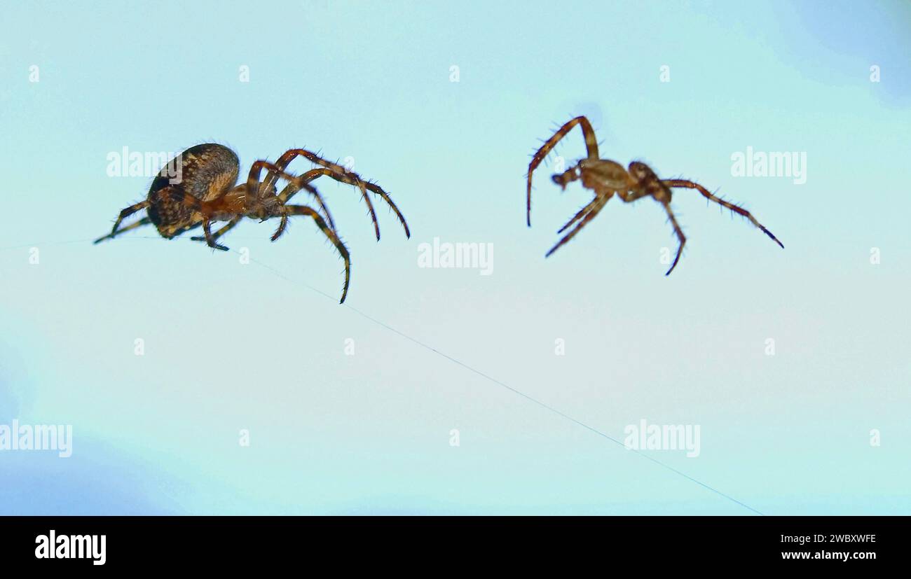 closeup, macro of two European garden spider, spiders, cross orbweaver ...