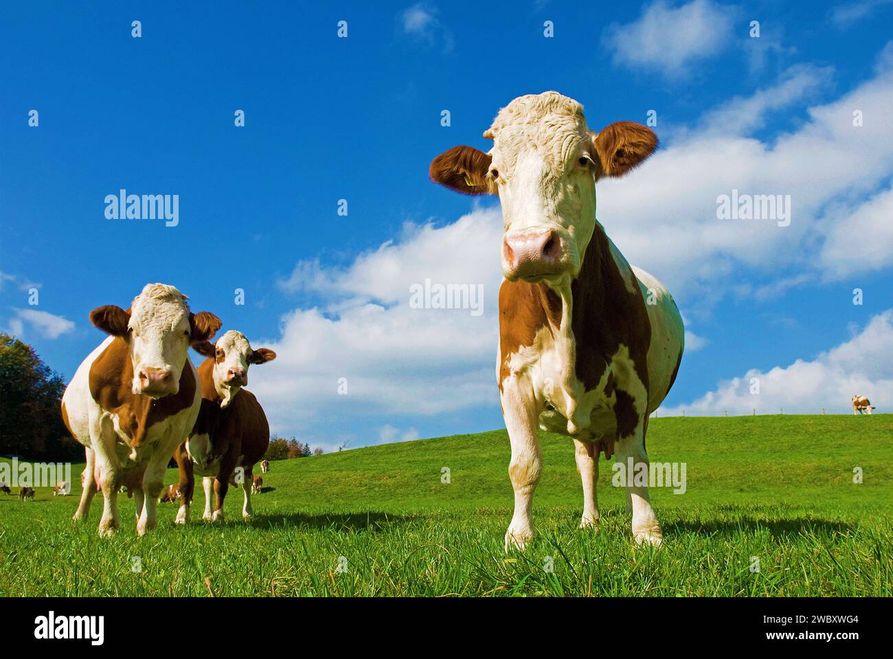 Cattle three hi-res stock photography and images - Alamy