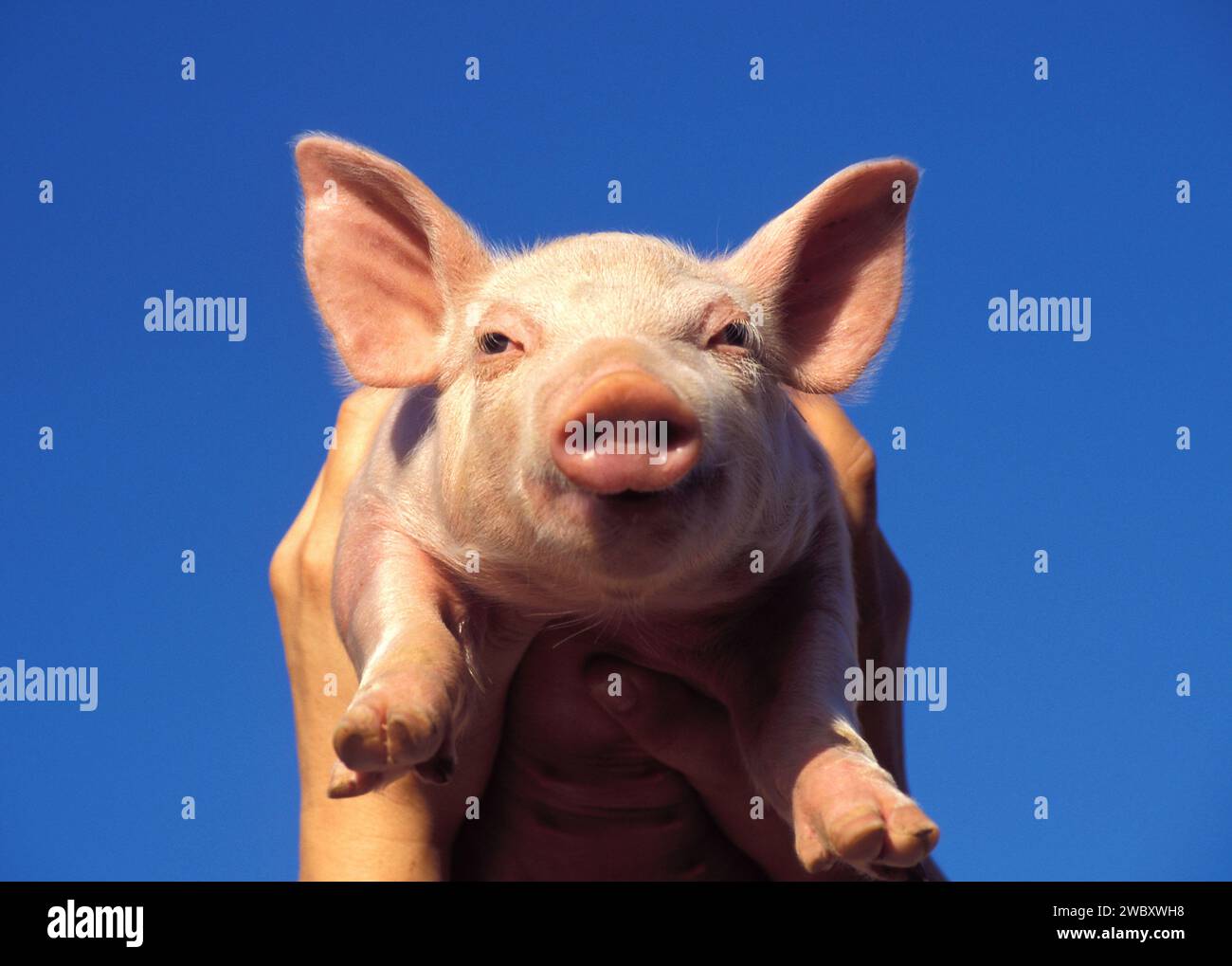 farmer lifting a piglet with two hands up in the blue sky, closeup ...