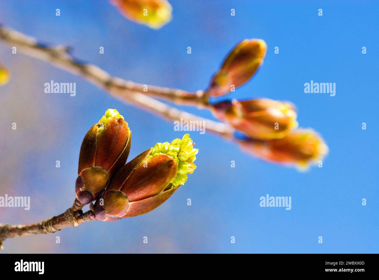Red spring buds of red maple hi-res stock photography and images - Alamy