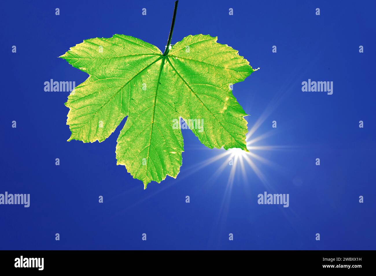 sun with beams like a star in blue sky behind green sycamore maple leaf ...