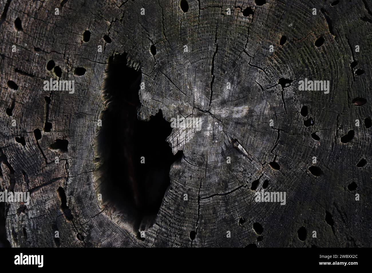 cut of an old dark tree trunk with a hollow and holes Stock Photo - Alamy
