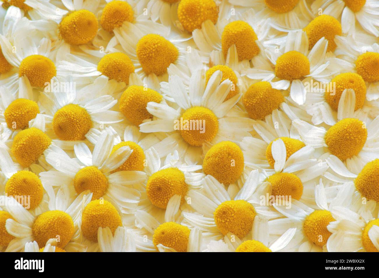 close up of drying flower heads of Real or German Chamomile (Matricaria ...