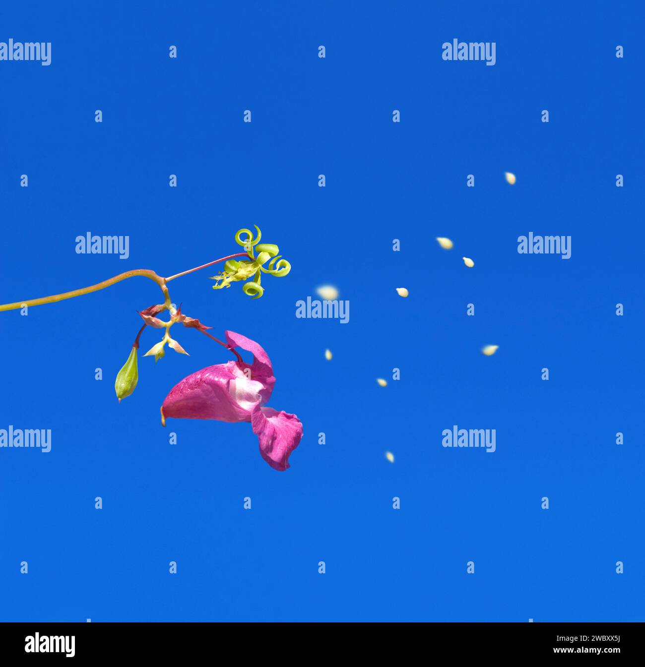 close up of himalayan balsam (Impatiens glandulifera) exploding ...