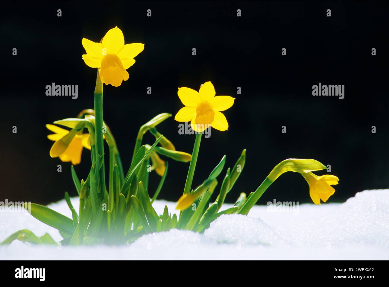 wild daffodil or Lent Lily (narcissus pseudonarcissus) in back light in ...