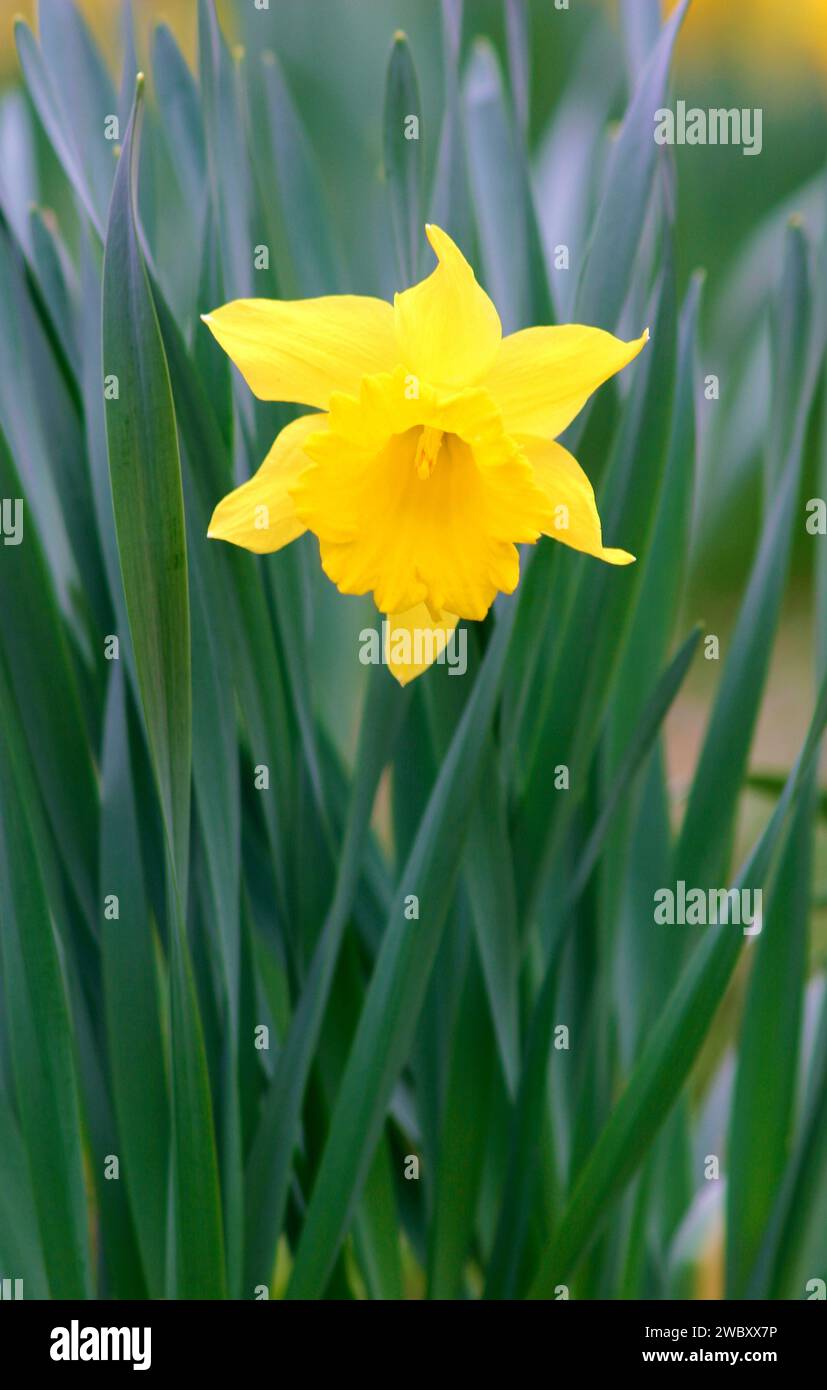 close up of a single blossom of a wild daffodil or Lent Lily (narcissus ...