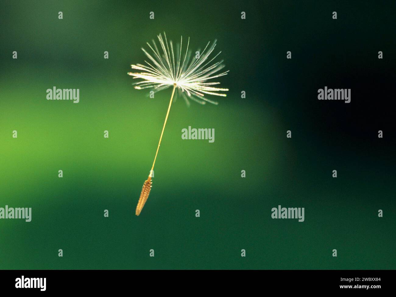 closeup of one single dandelion seed (Taraxacum Officinale) against ...