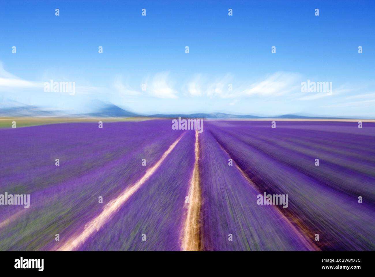 Field of Common or True Lavender (Lavandula angustifolia) field, Zoom ...