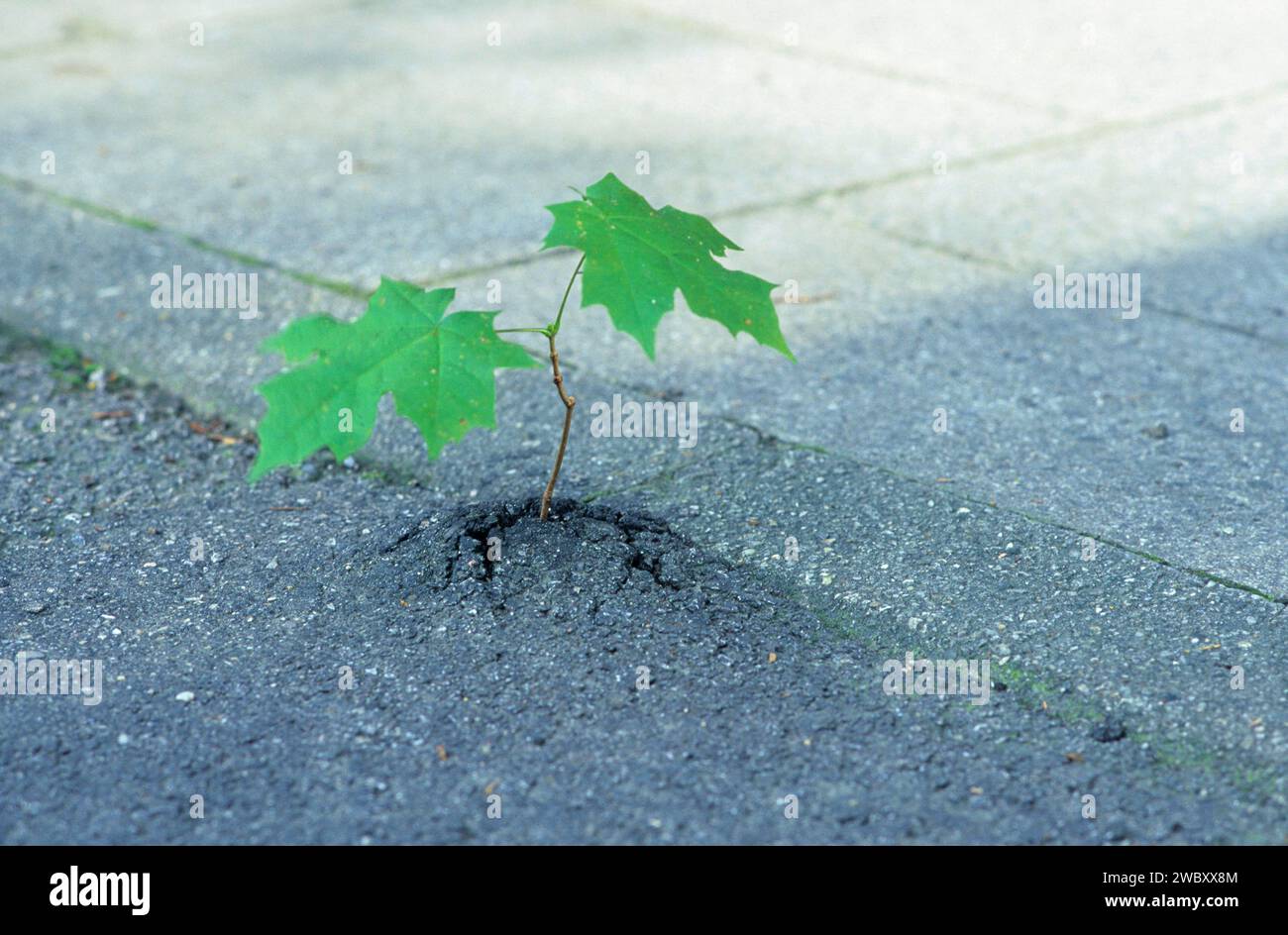Plant breaking through asphalt hi-res stock photography and images - Alamy