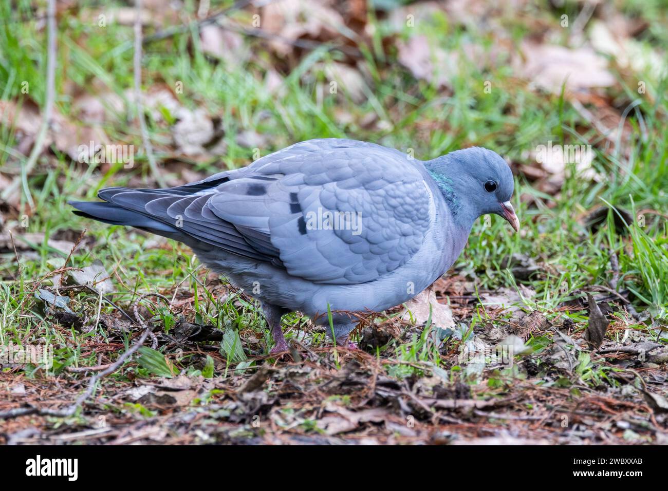 2024 january hi-res stock photography and images - Alamy