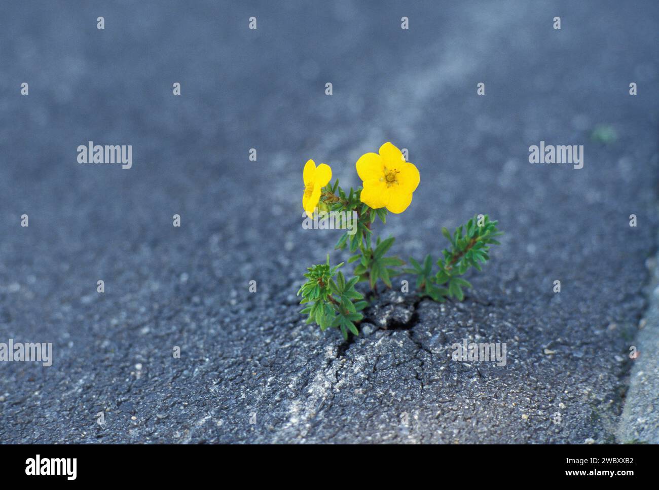 closeup of small yellow flower shrubby cinquefoil, bush cinquefoil ...