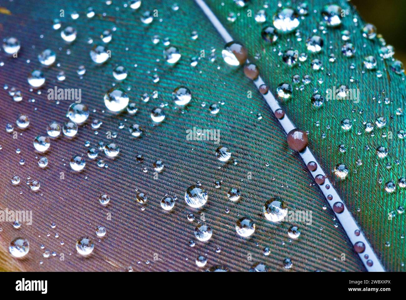 Feather with water drops hi-res stock photography and images - Alamy