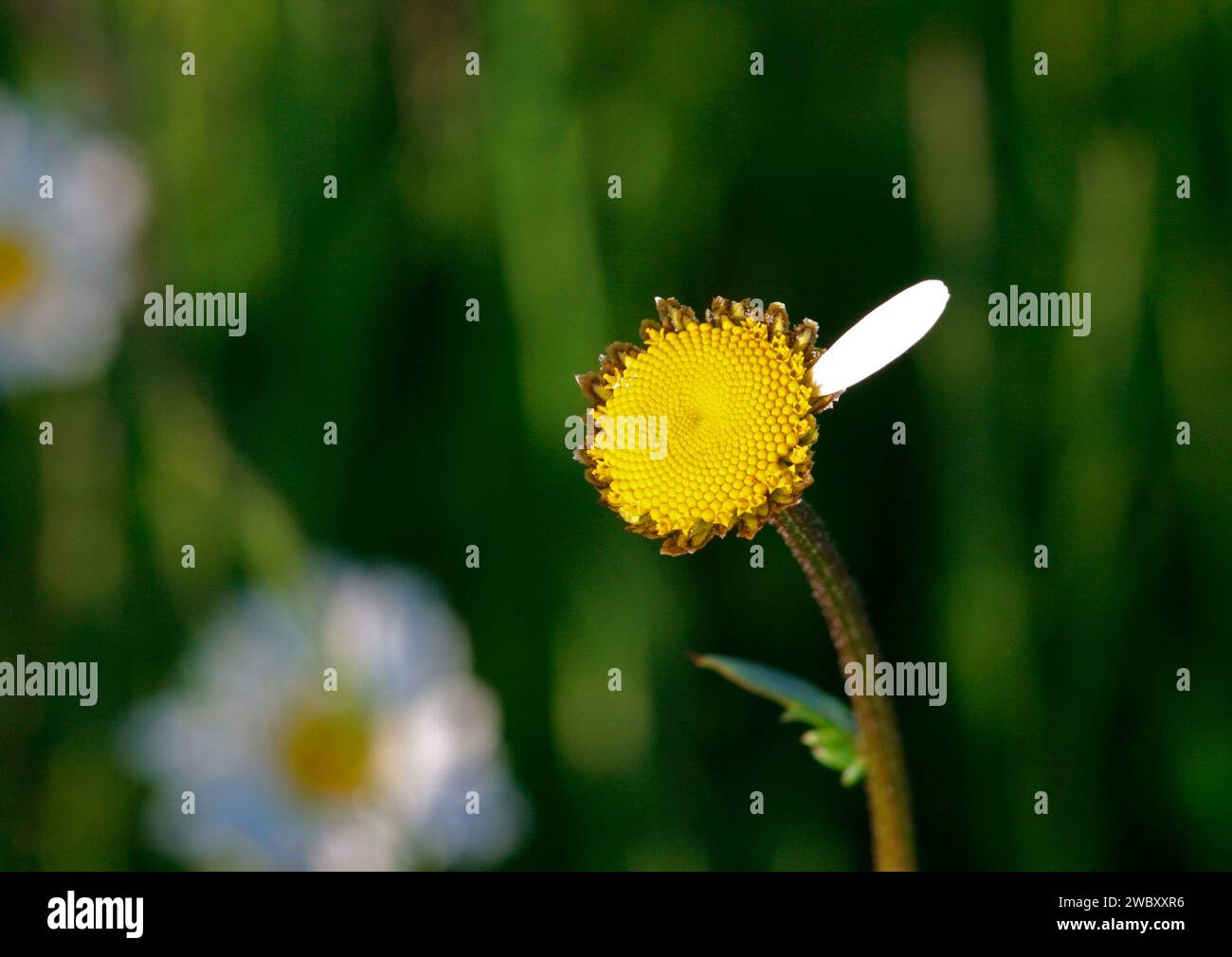 Petal divination hi-res stock photography and images - Alamy