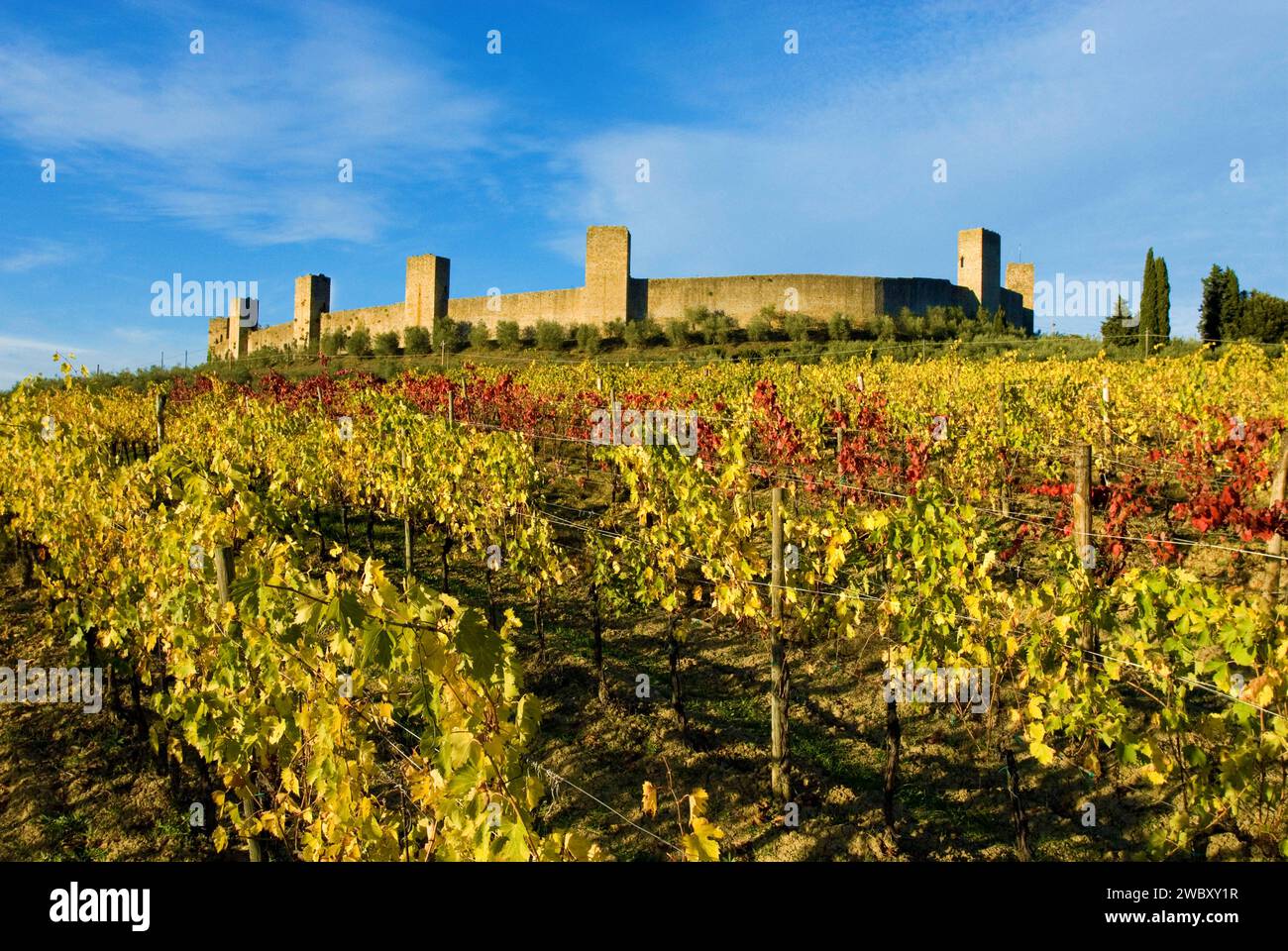 vineyard in autumn, fall, with yellow and red leaves, Castello Fortress ...