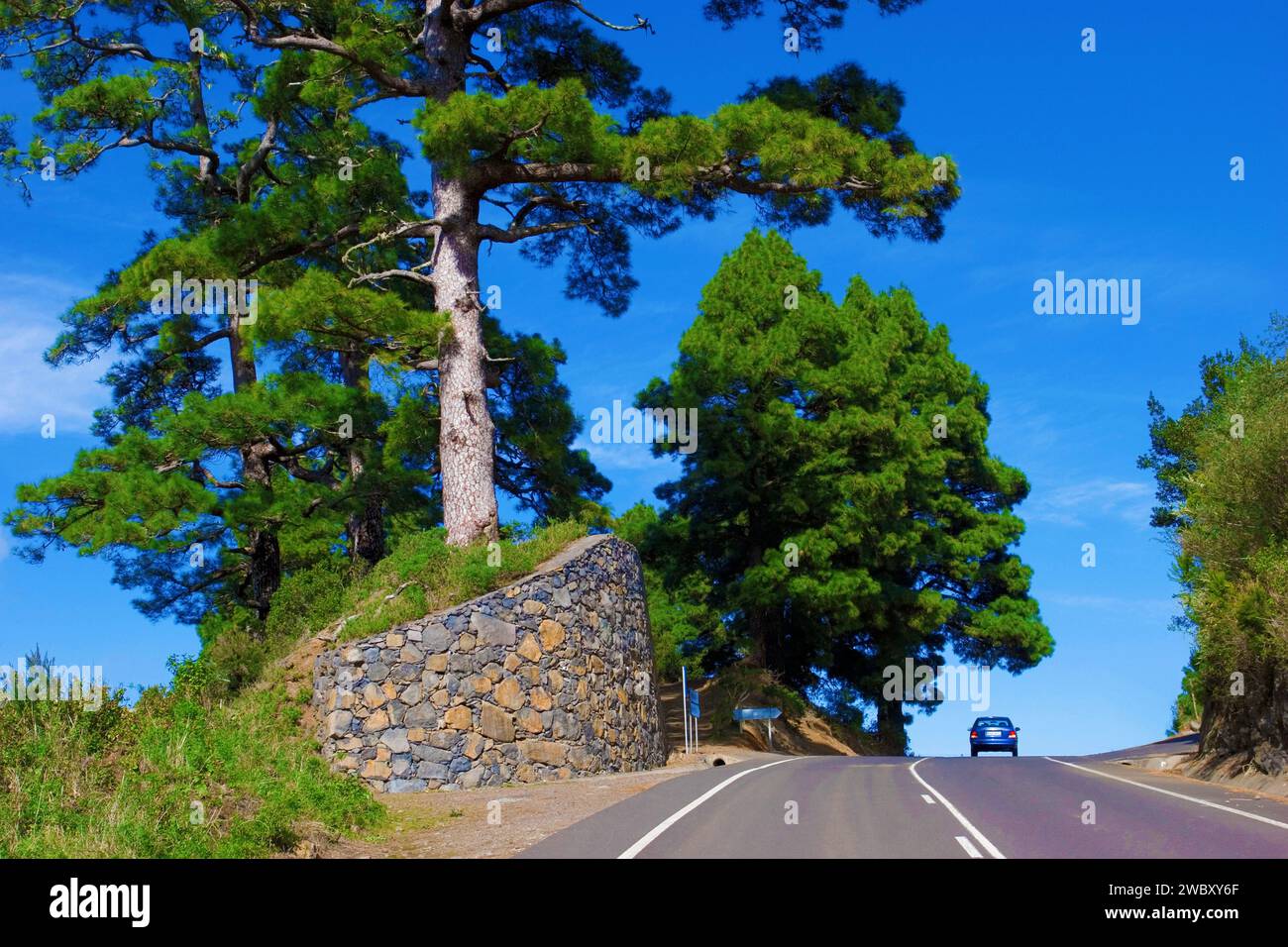 huge Canary Pine Tree (Pinus canariensis) at a rural road, in ...