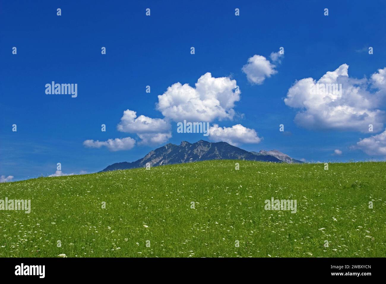 landscape with green meadow, blue sky and white fair weather cumulus ...