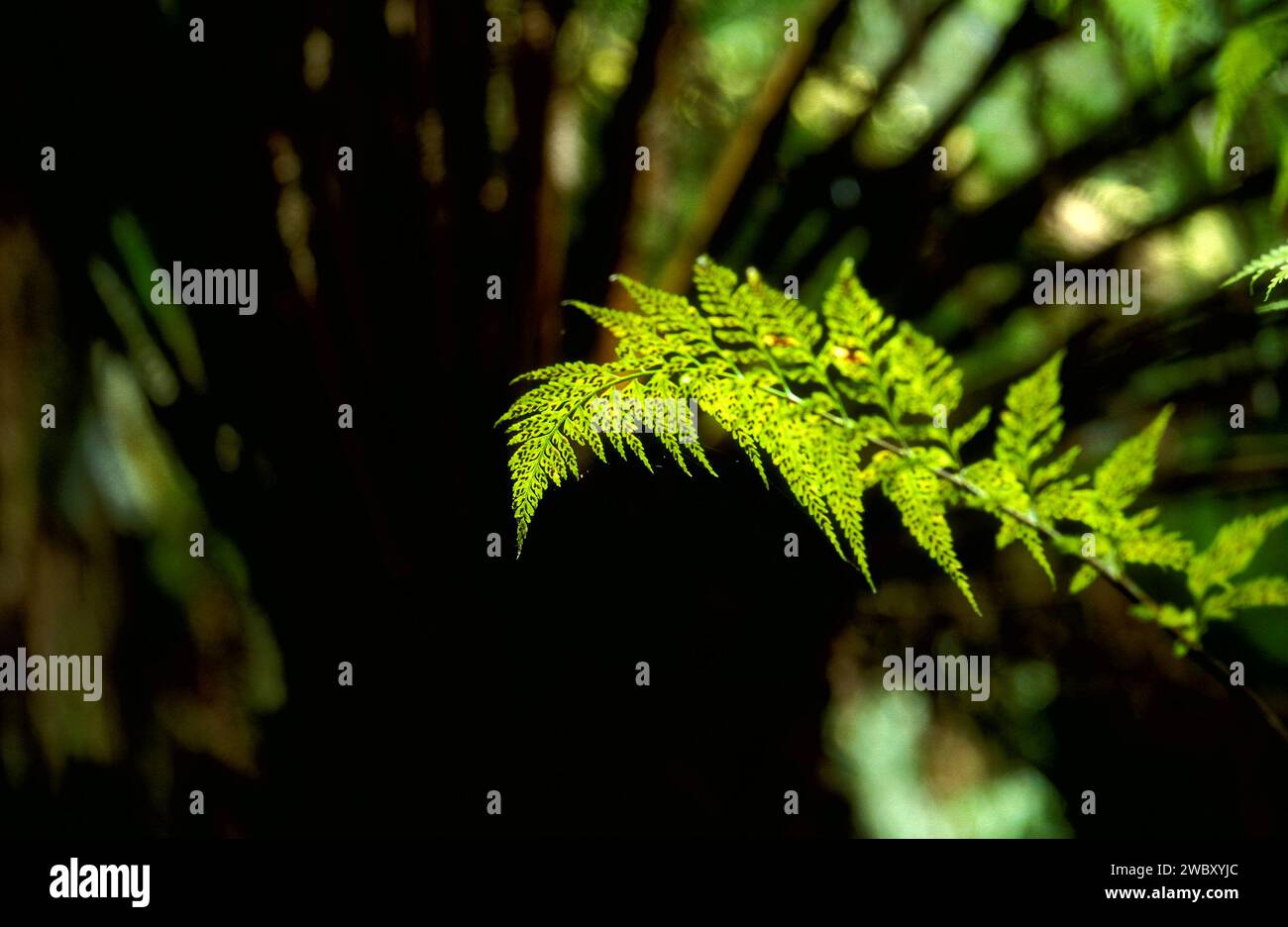 Fern fern plant hi-res stock photography and images - Alamy