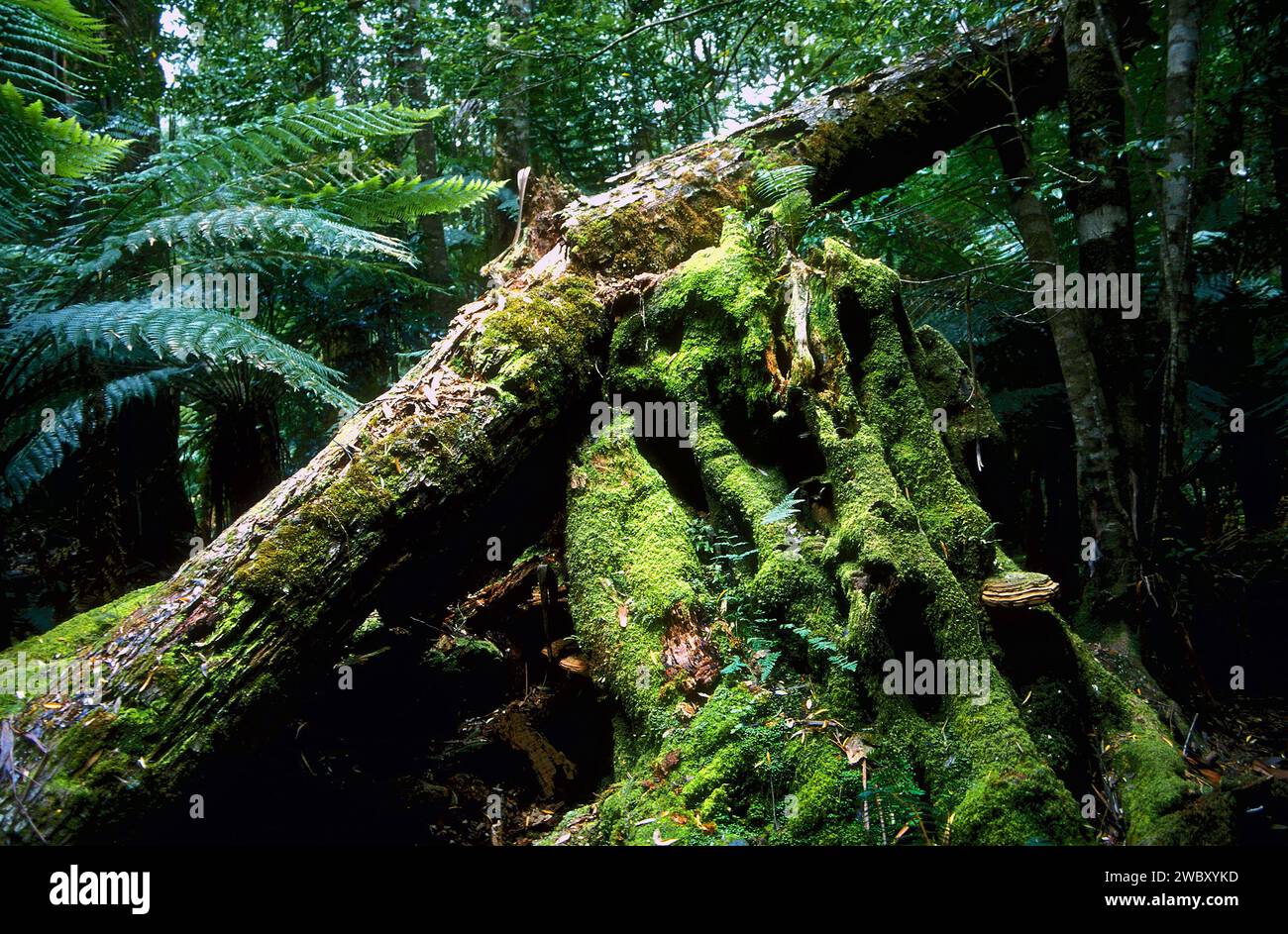 Rain forest, Tasmania, Australia Stock Photo - Alamy