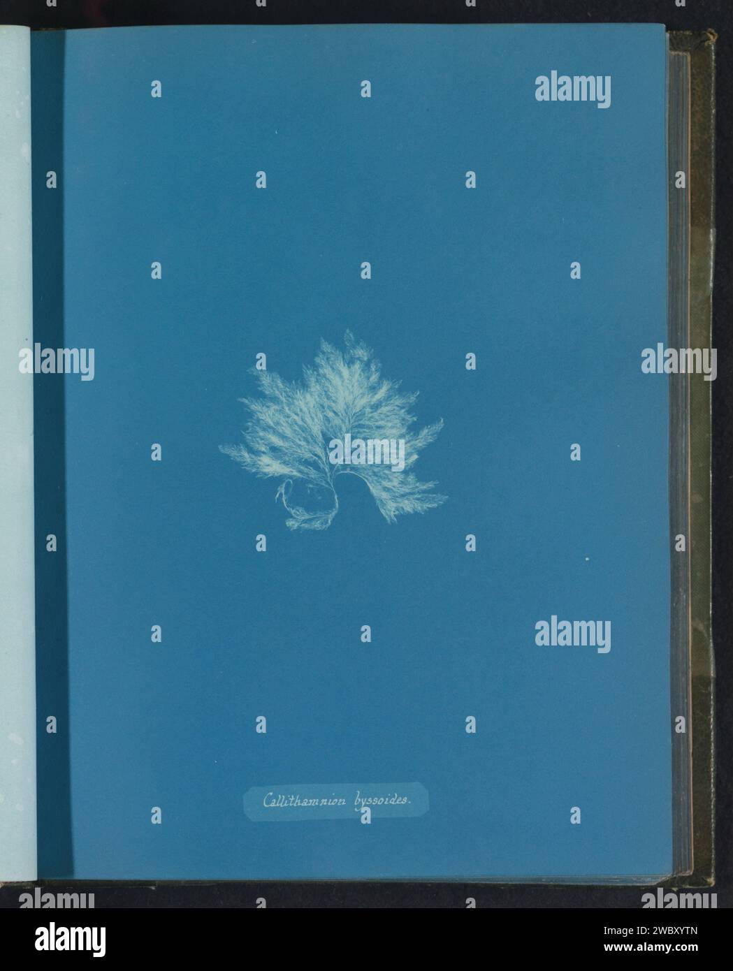 Callithamnion byssoides hi-res stock photography and images - Alamy