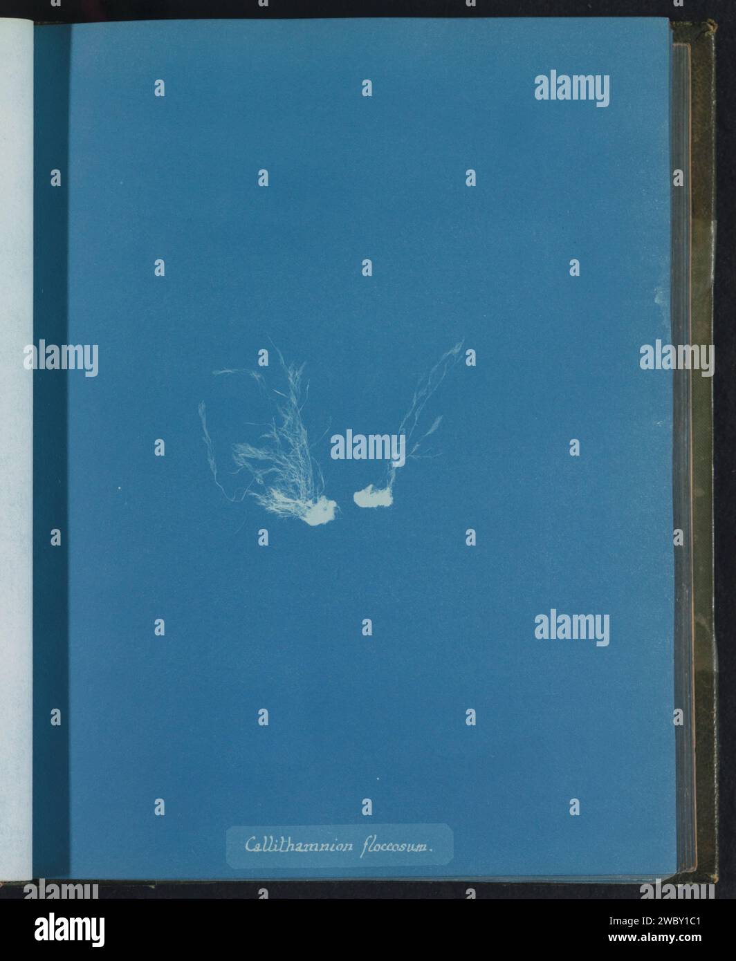 Callithamnion floccosum hi-res stock photography and images - Alamy